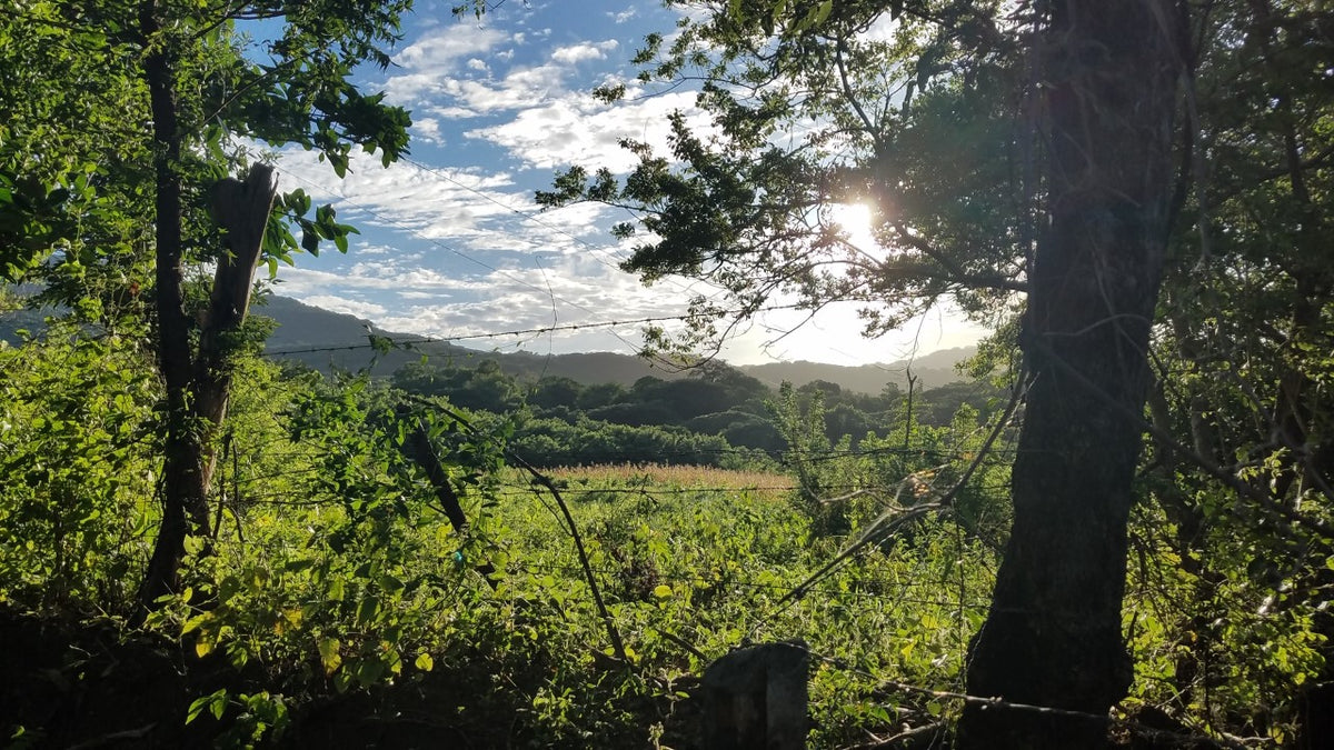 Ojoche Tostado™ Medium Roasted Mayan Moka Superfood Elixir – Healing ...